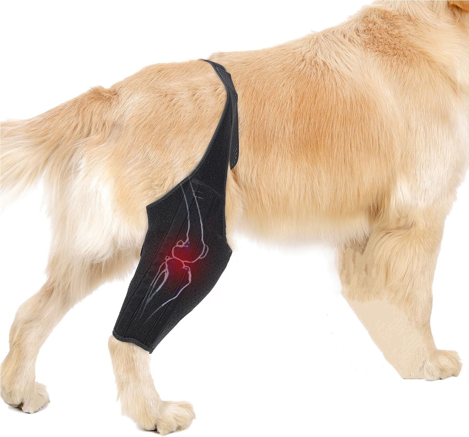 (Medium) A dog leg stent used to support cruciate ligament injury ...