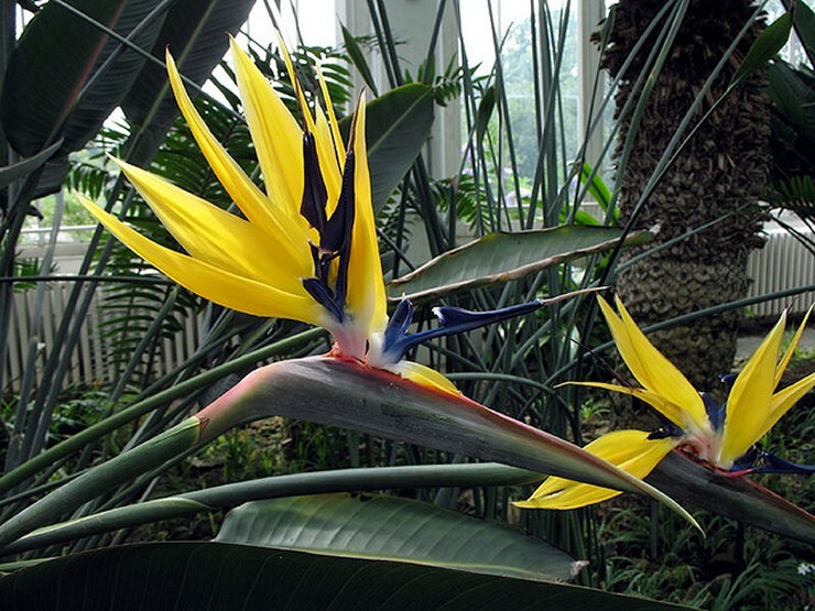 Strelitzia reginae Mandela's Gold | Plug plant | Rare Cultivar on OnBuy