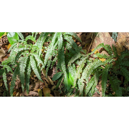 Adiantum pubescens| Fern | Plug plant on OnBuy