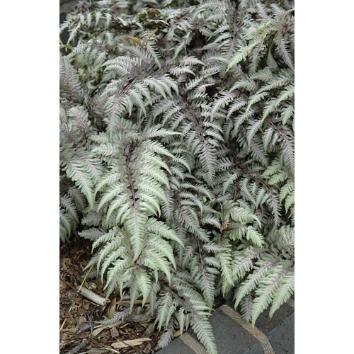 Athyrium niponicum Pewter Lace| Hardy fern | Plug Plant on OnBuy