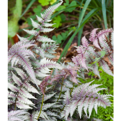 Athyrium niponicum metallicum | Hardy fern | Plug Plant on OnBuy