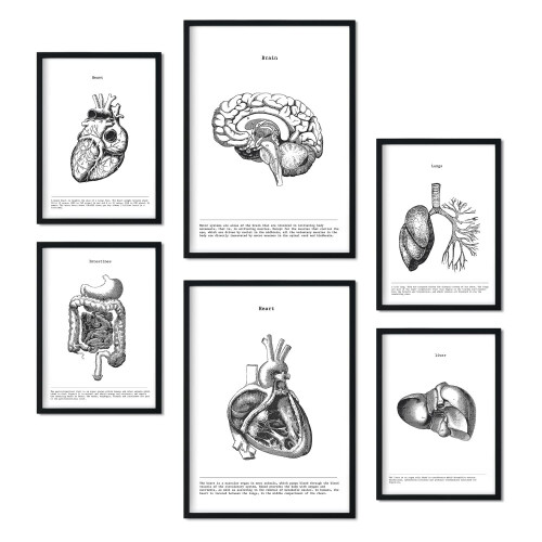 Set of 6 posters of internal organs. Collection of plates with ...