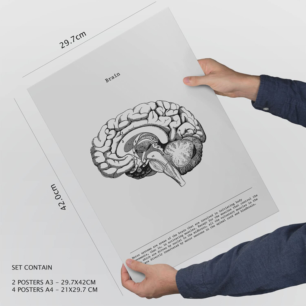 Set of 6 posters of internal organs. Collection of plates with ...