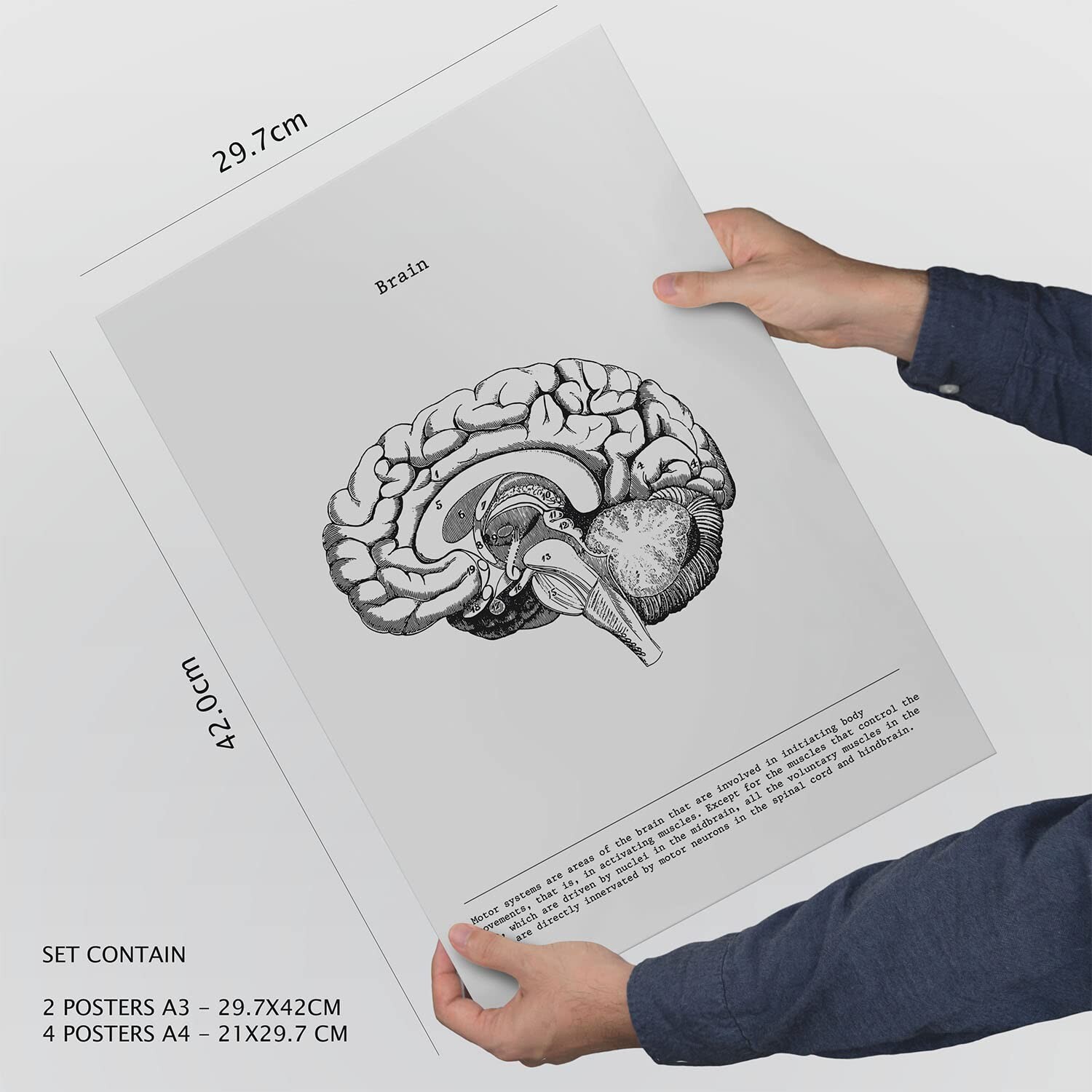 Set of 6 posters of internal organs. Collection of plates with ...