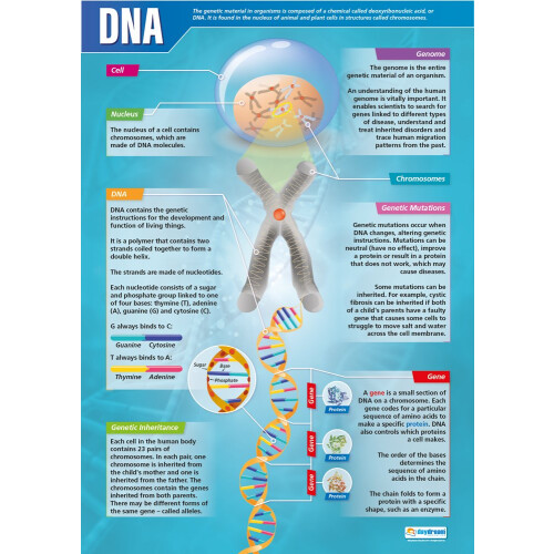 DNA | Science Posters | Laminated Gloss Paper measuring 850mm x 594mm ...