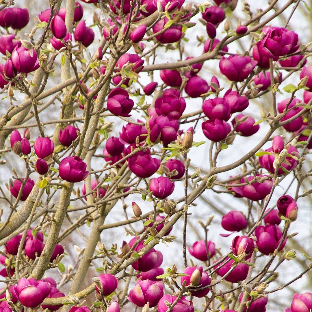 Magnolia Black Tulip: Rare, Dark Purple Grafted Magnolia in 1L Pot ...