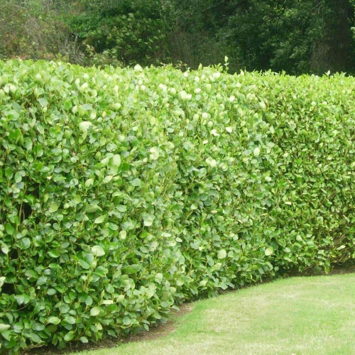 (25 Griselinia Littoralis Hedging Evergreen Plants Fast Growing 50-70cm Potted) Griselinia ...