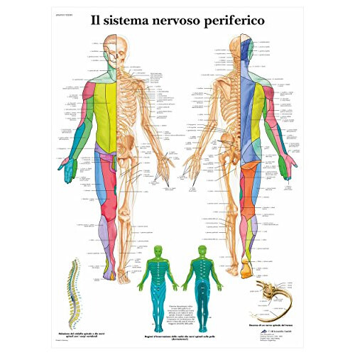 3B Scientific VR4621L Peripheral Nervous System Poster on OnBuy