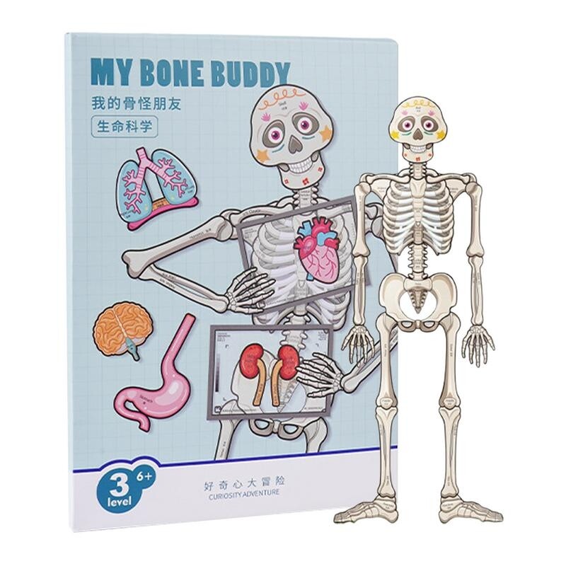 Montessori Human Body Anatomy Play Set Human Structure Muscles Skeleton ...
