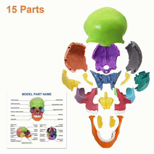 Anatomy Skull Model 15 Parts Human Anatomy Exploded Skull Detachable ...