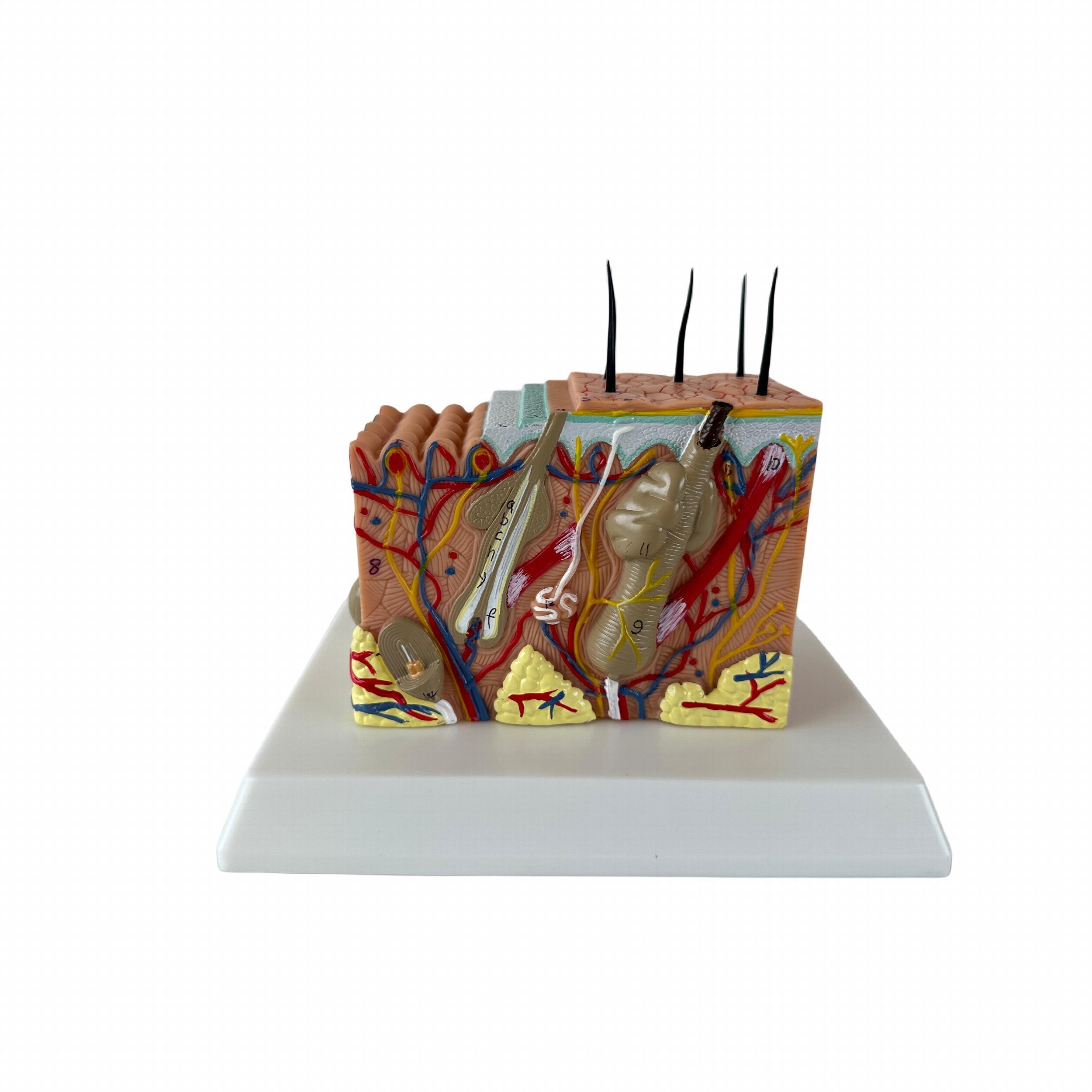 1pc 35X Enlarge Human Skin Model Block Enlarged Plastic Anatomical ...