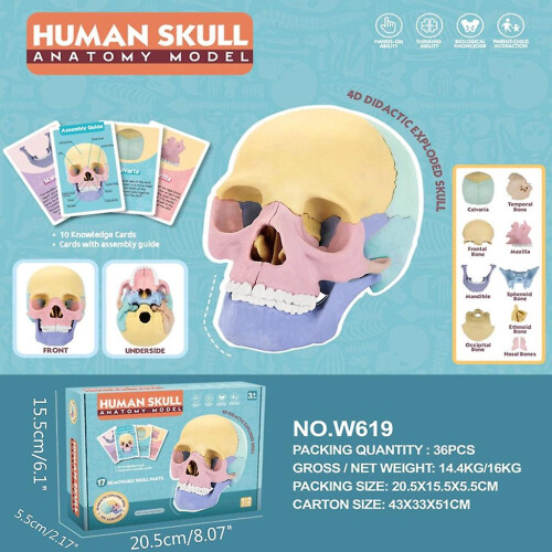 Anatomy Skull Model Human Medical Skull Model Human Skull Model For ...