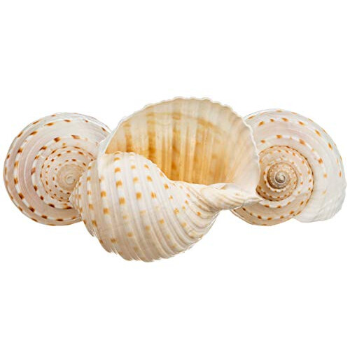 Hermit Crab Shells Shells for Hermit Crabs 3 Spotted Tonna Shells 2" on ...