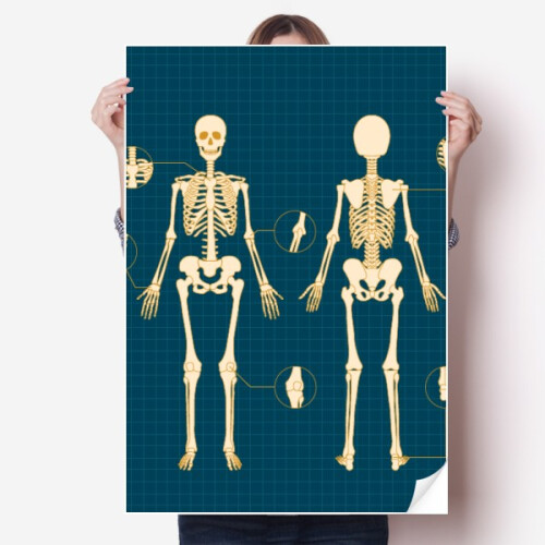 Skeleton Illustration Human Skeleton Sticker Decoration Poster Playbill ...