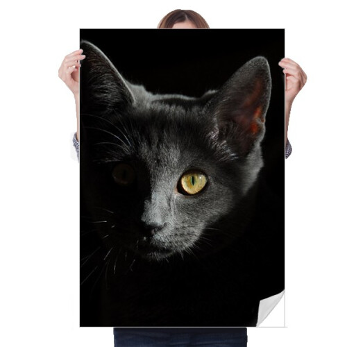 Black Cat Animal Stare Dark Sticker Decoration Poster Playbill ...