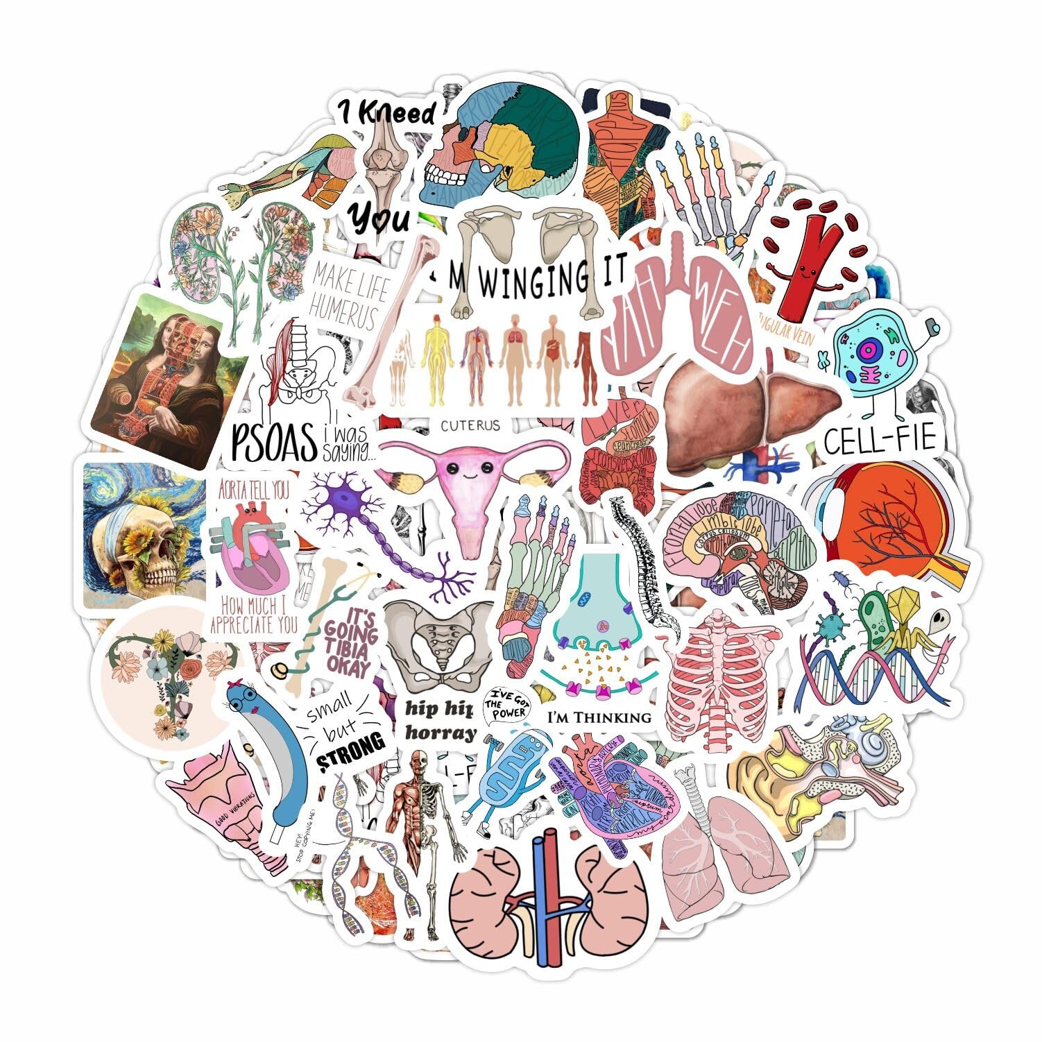 BulbaCraft 100Pcs Anatomy Stickers Human Anatomy Decals Body Part ...