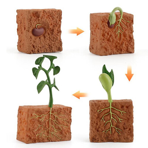 Simulation Life Cycle Of A Green Bean Plant Growth Model Action ...