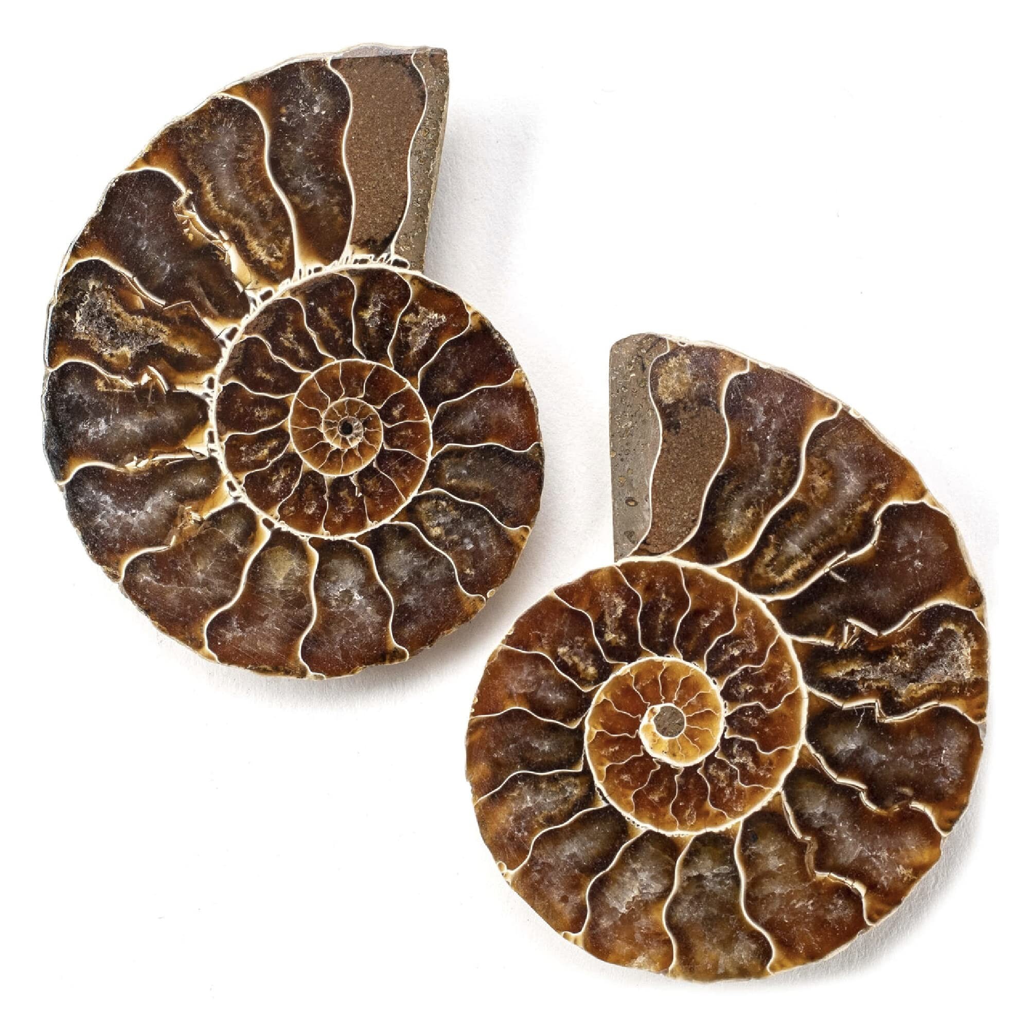 KALIFANO Extinct Natural Polished Ammonite Shell Pair Fossil Stone - M ...