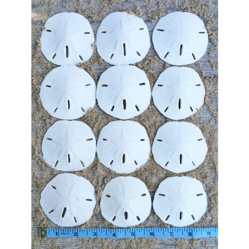 Sand Dollar | Real Sand Dollars 2 1/2"" to 3"" (Set of 12) | Sand Doll ...