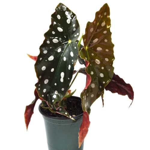 Begonia maculata Wightii Polka Dot Begonia Clown Begonia Trout Begonia ... Begonia maculata Wightii Polka Dot Begonia Clown Begonia Trout Begonia ...