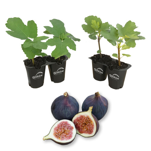 Magnolia Fig Tree 4 Live Starter Plants in 2 Inch Growers Pot Ficus ...