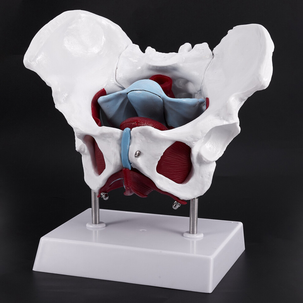 Female Pelvis and Reproductive Organs Model Female Bladder Pelvic Floor ...