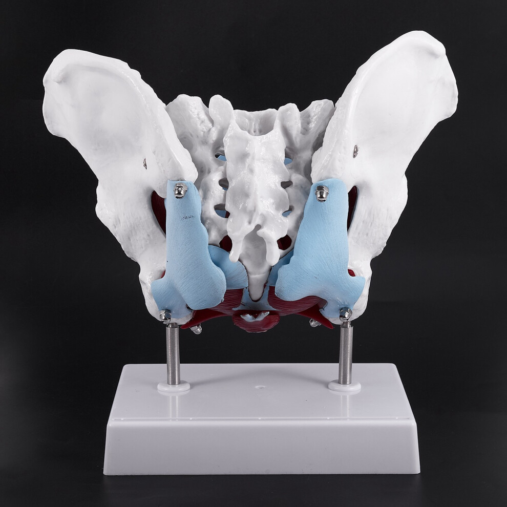 Female Pelvis and Reproductive Organs Model Female Bladder Pelvic Floor ...