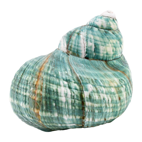 10CM Green Turbo Natural Rare Real Sea Shell Conch Stunning Healing ...