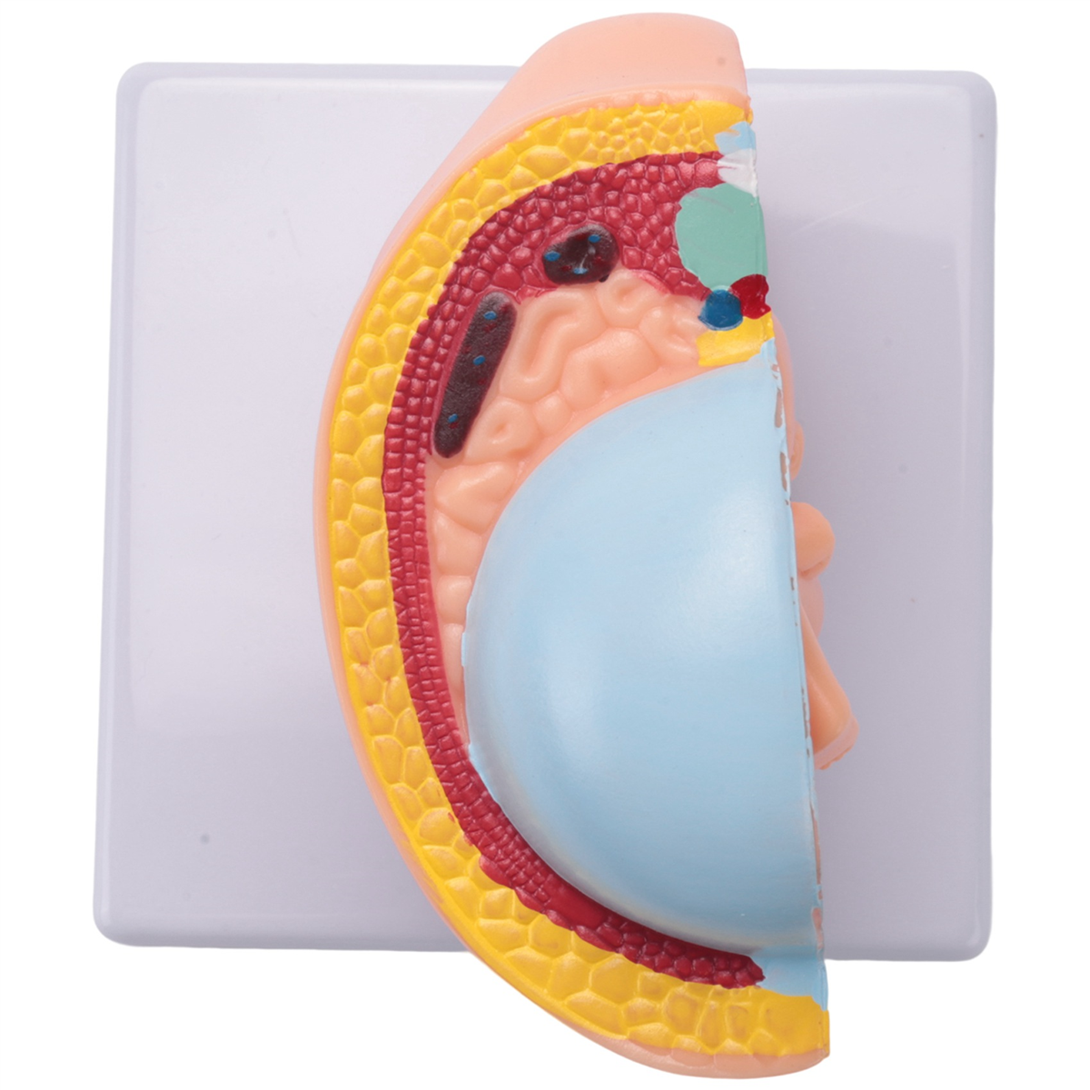 Human Pregnancy Fetal Development 9Th Month Embryonic Pelvic Model ...