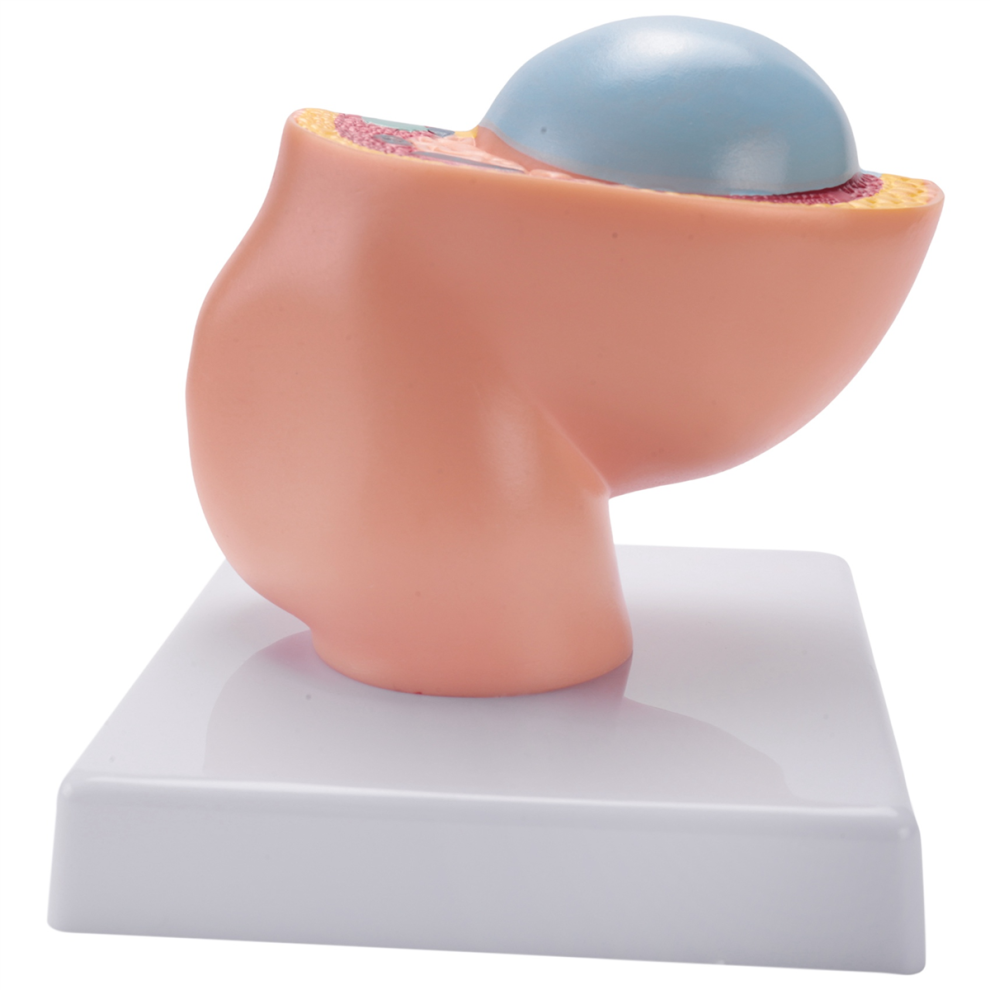 Human Pregnancy Fetal Development 9Th Month Embryonic Pelvic Model ...