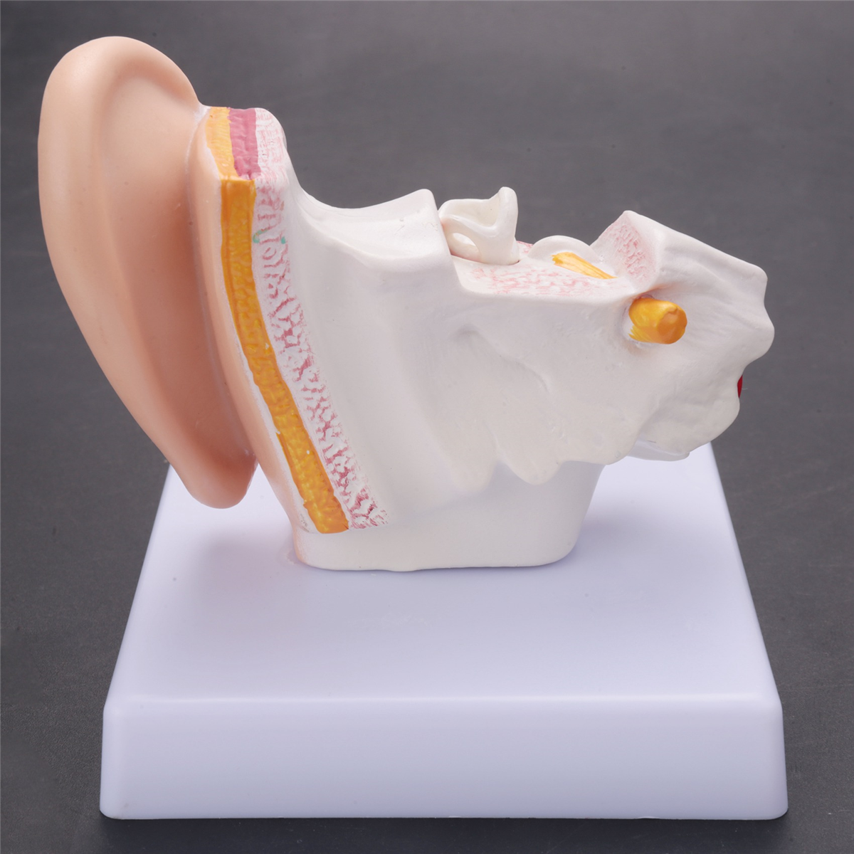 1.5 Times Human Ear Anatomy Model Showing Organs Structure Of the ...