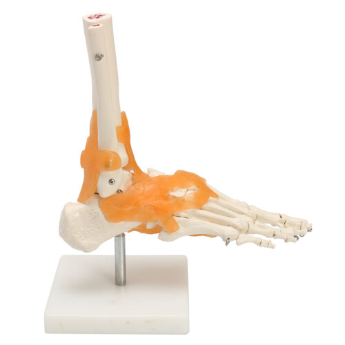 1:1 Human Skeleton Ligament Foot Ankle Joint Anatomical Anatomy Model ...