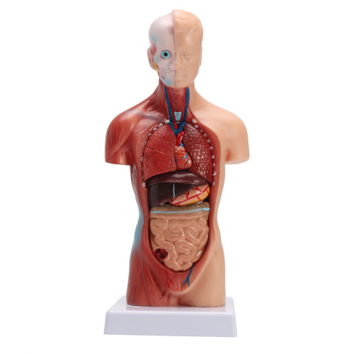 STEM Human Torso Body Anatomy Model Heart Brain Skeleton School ...