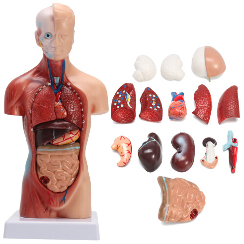 STEM Human Torso Body Anatomy Model Heart Brain Skeleton School ...