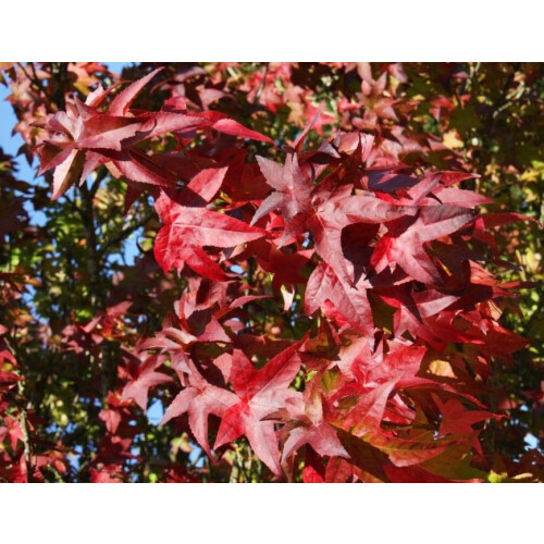 Liquidambar Styraciflua Lane Roberts Tree 6ft Tall Supplied in a 12 Litre Pot by Directplants on ...