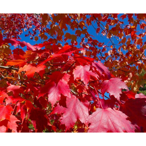 Acer Rubrum Fairview Flame Canadian Red Maple Tree 6ft Tall Supplied in ...