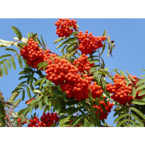 Sorbus Cardinal Royal Mountain Ash Tree 6ft Tall Supplied in a 12 Litre ...