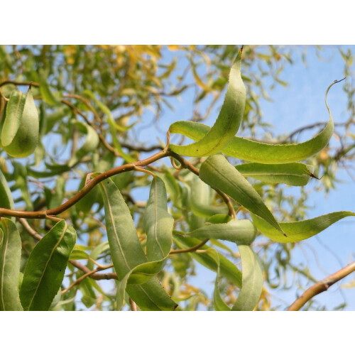 Salix Matsudana Tortuosa Twisted Tree 6ft Tall Supplied in a 12 Litre ...