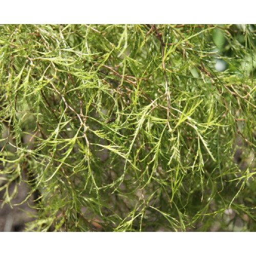 Betula Pendula Karaca Tree 6ft Tall Supplied in a 12 Litre Pot by ...