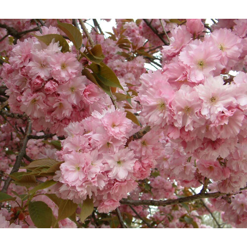 Prunus Pink Beauty Flowering Cherry Tree 6ft Tall Supplied in a 12 ...