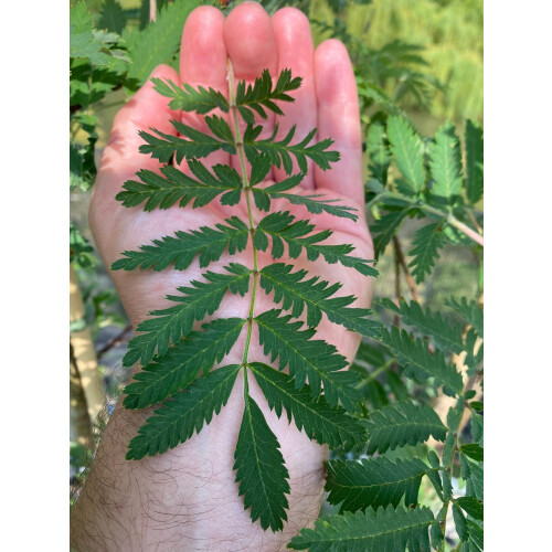 Sorbus Acuparia Asplenifolia Tree 6ft Tall Supplied in a 12 Litre Pot ...