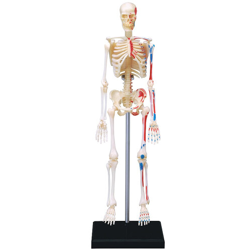 4D VISIONS MODELS Visible Human Skeleton Anatomy Kit, One Color on OnBuy