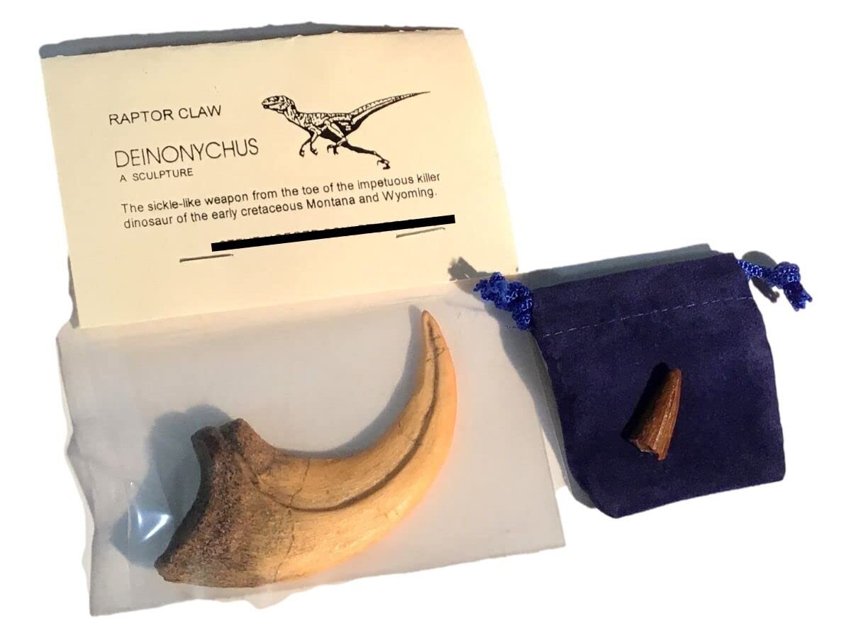 Cast Replica Deinonychus Dinosaur Claw with Bonus Genuine Fossil ...