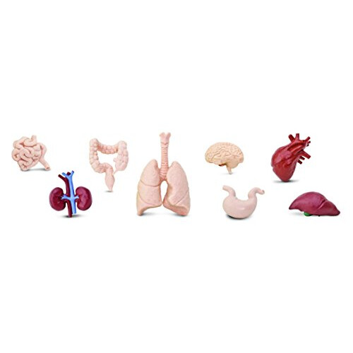 Safari Ltd. Human Organs TOOB 8 Mini Figurines Including Brain Heart ...