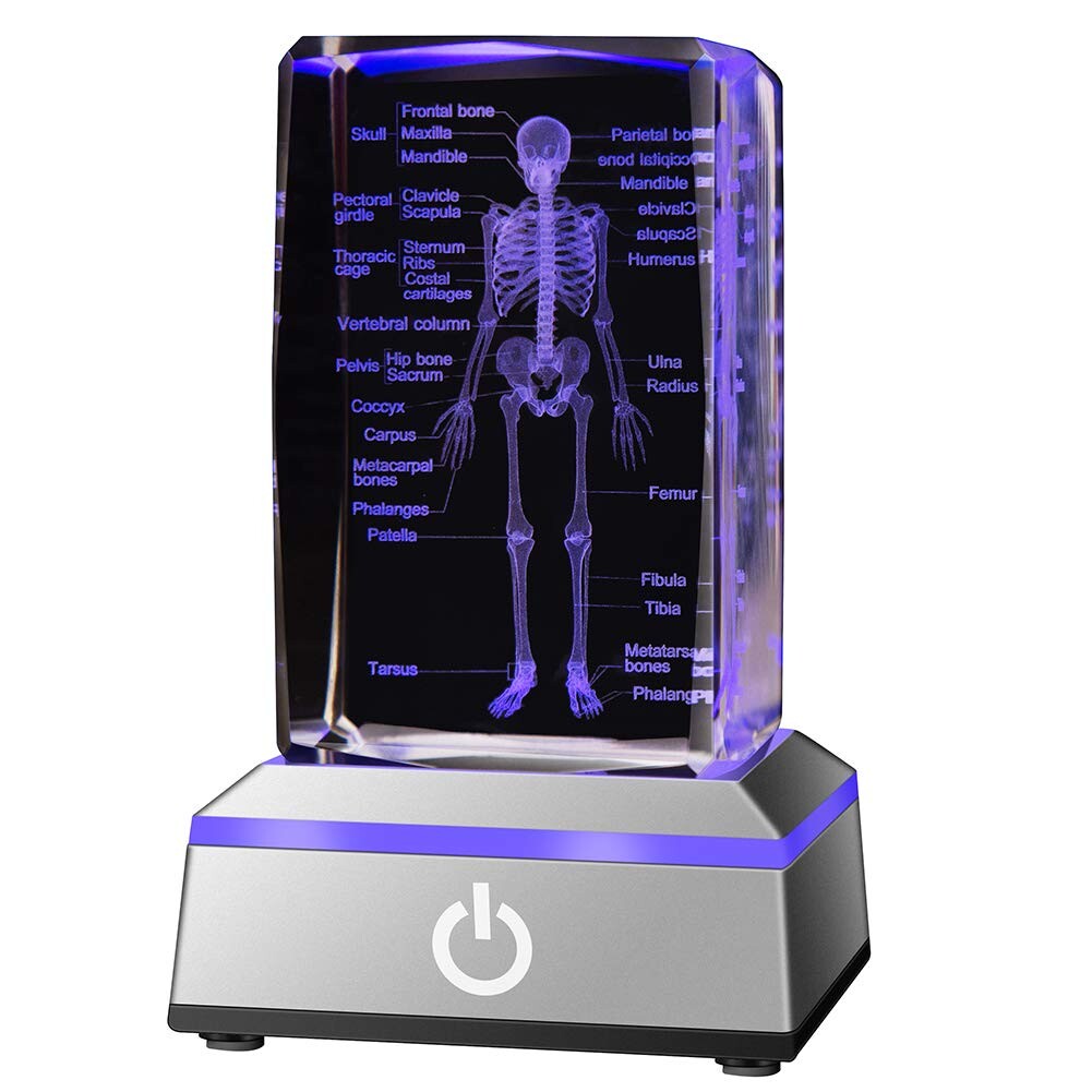 IFOLAINA 3D Human Skeleton Model Anatomy Gifts Crystal Labeled Skeleto ...
