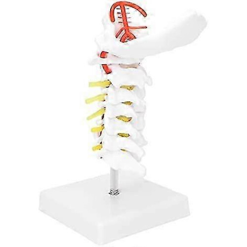 Human Cervical Vertebra Model Body Anatomy Replica PVC Model Spine ...