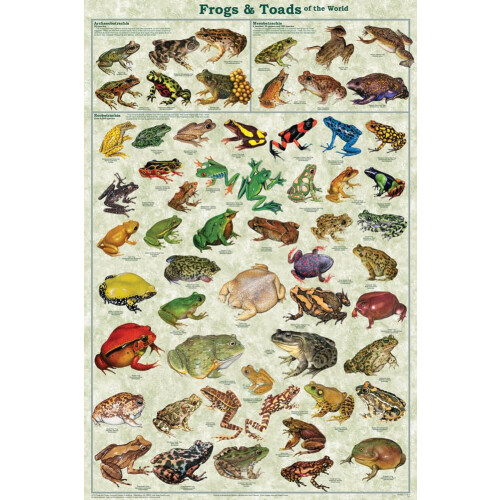 Frogs & Toads of the World Educational Science Classroom Chart Print P ...