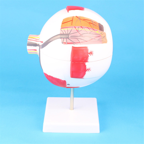 Anatomical Eye Model Eyeball Eyelid Model Disassemble on OnBuy