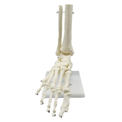1:1 Human Skeleton Foot Anatomy Model Foot and Ankle Model Teaching on ...