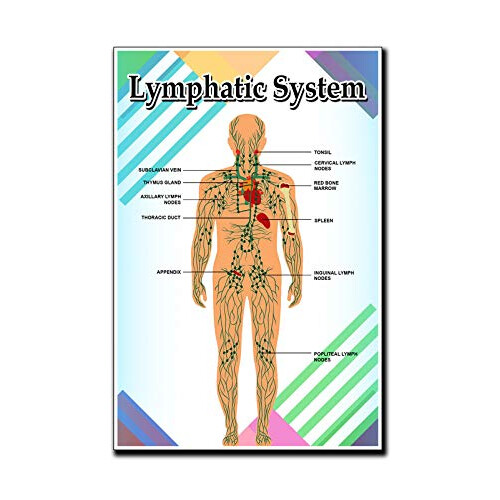 JMM Industries Lymphatic System Poster Quote Motivational Educational ...